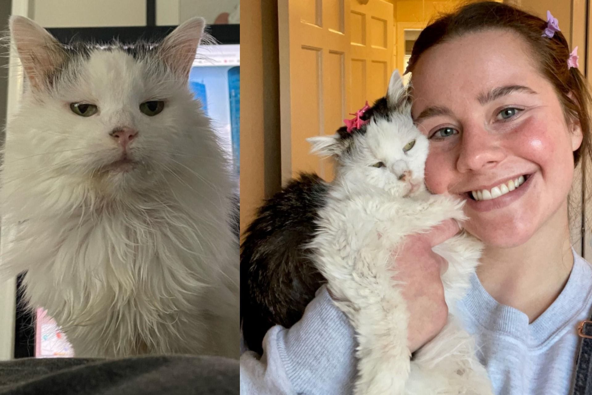 What happened to Pot Roast the cat? Tributes pour in as popular TikTok ...